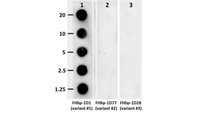 fHbp Mouse anti-Bacteria, Clone: JAR 5, MilliporeSigma 25 μL ...
