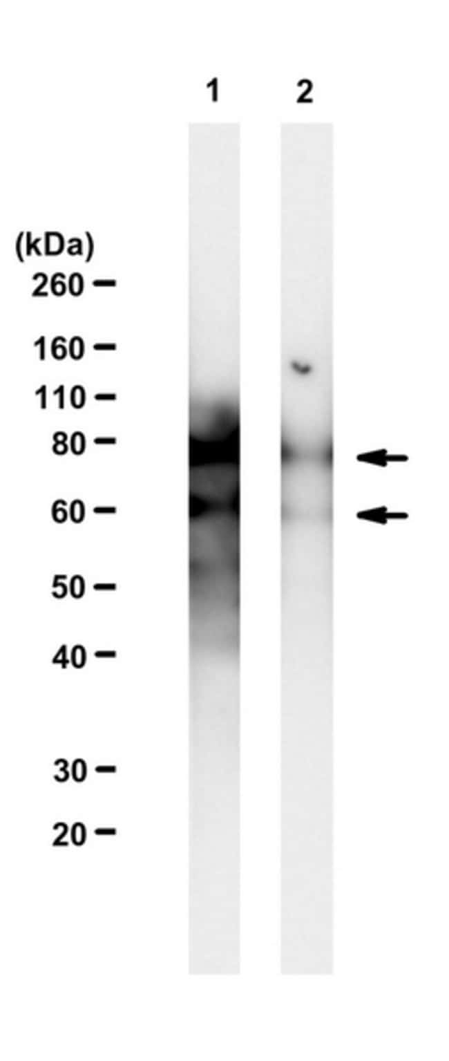 Dab1, Rat anti-Mouse, Clone: 4E12, Millipore Sigma 25μL; Unconjugated ...