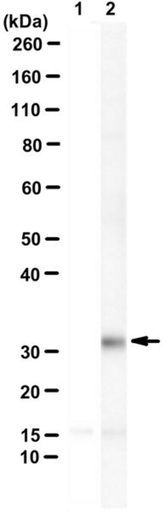 Tropomyosin alpha-1 Mouse anti-Rat, Clone: 2F4E11, MilliporeSigma ...
