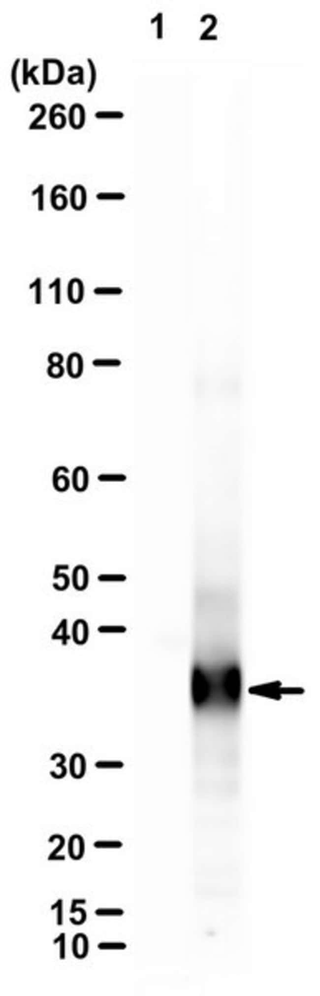 Tropomyosin alpha-1 Mouse anti-Rat, Mouse, Clone: 3F5E4, MilliporeSigma ...