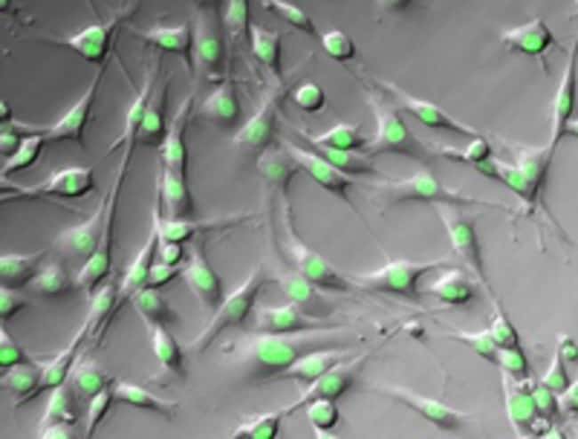 MilliporeSigma YUMMER1.7-H2B-GFP5 Mouse Melanoma Cell Line YUMMER1.7 ...