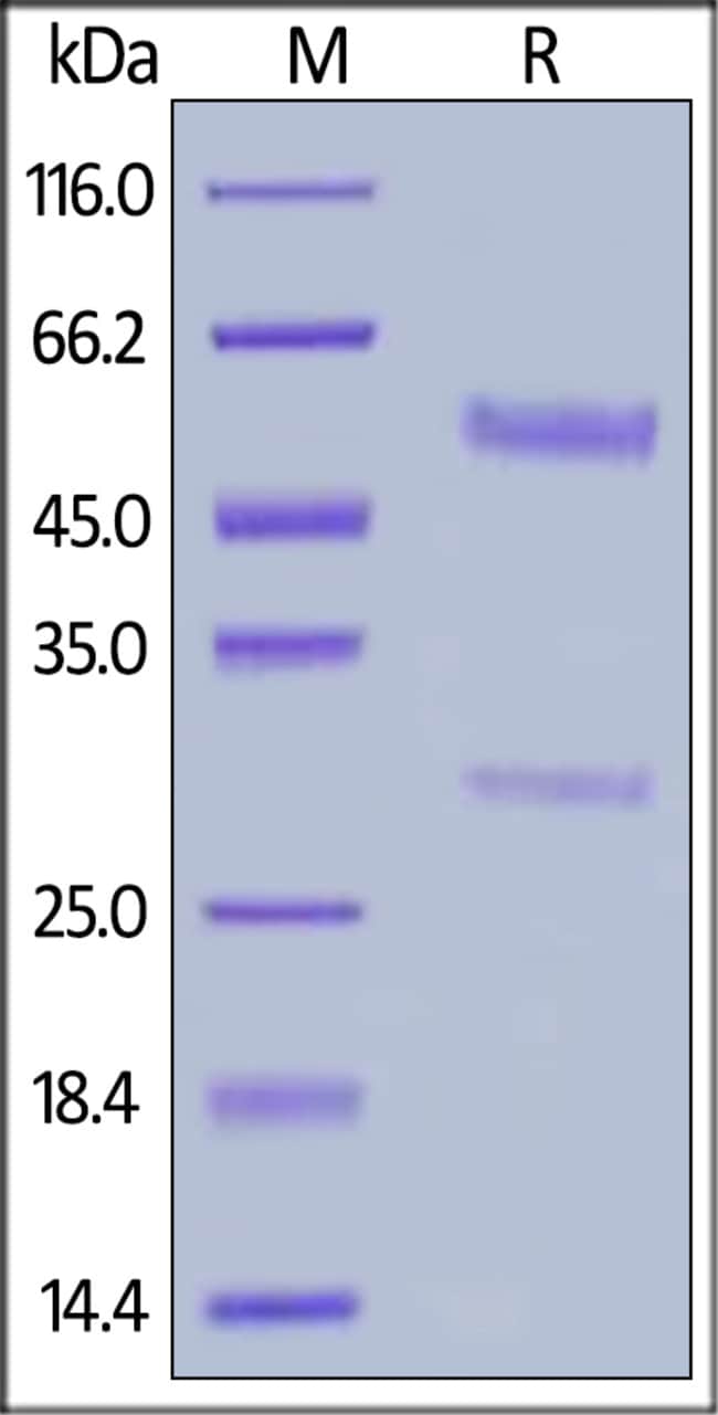 Bevacizumab Mouse, Biotin, UltraLys, Monoclonal Antibody ...