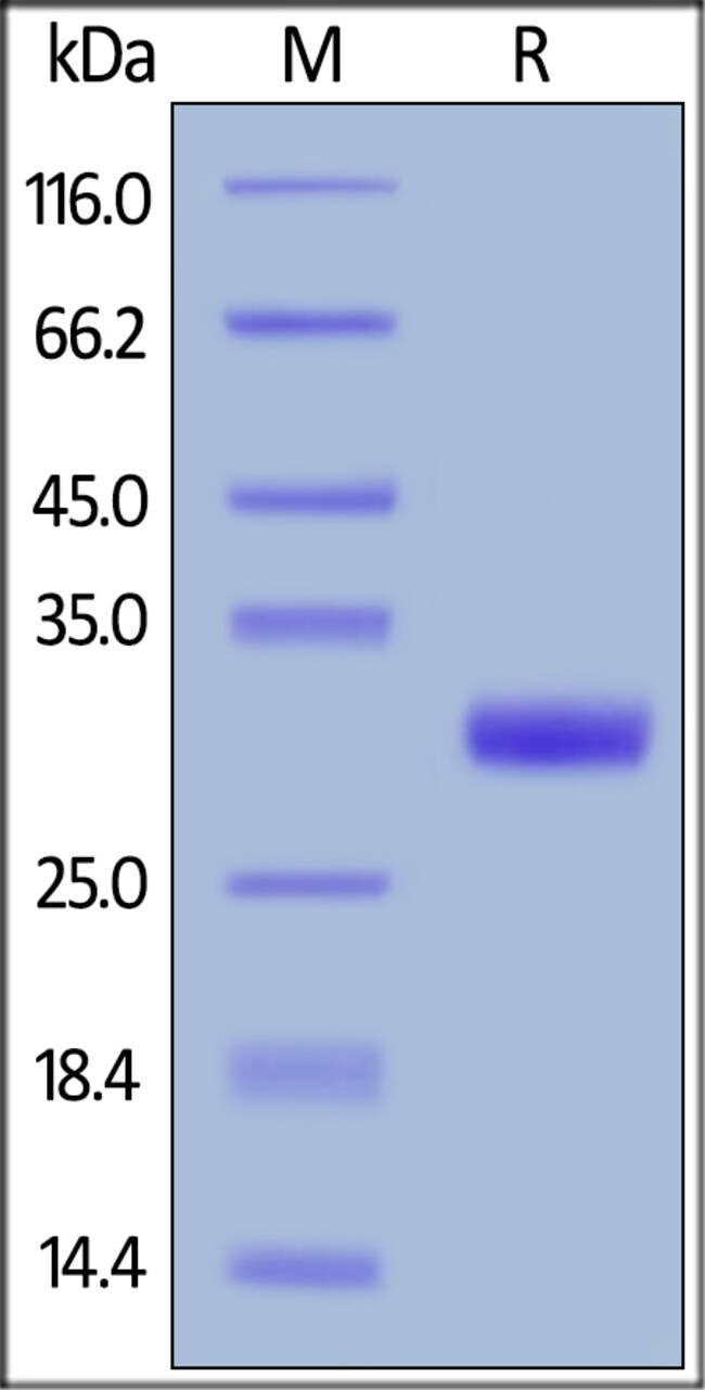 ACROBiosystems Biotinylated Human BTN3A2 Protein, His, Avitag™ 200 ug ...