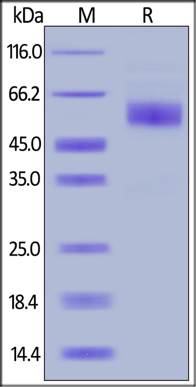 ACROBiosystems Human CD3E&CD3D Heterodimer Protein, Llama Fc&Llama Fc ...