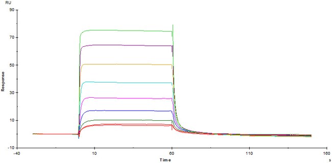 ACROBiosystems Biotinylated Human FcRn / FCGRT&B2M Heterodimer Protein ...