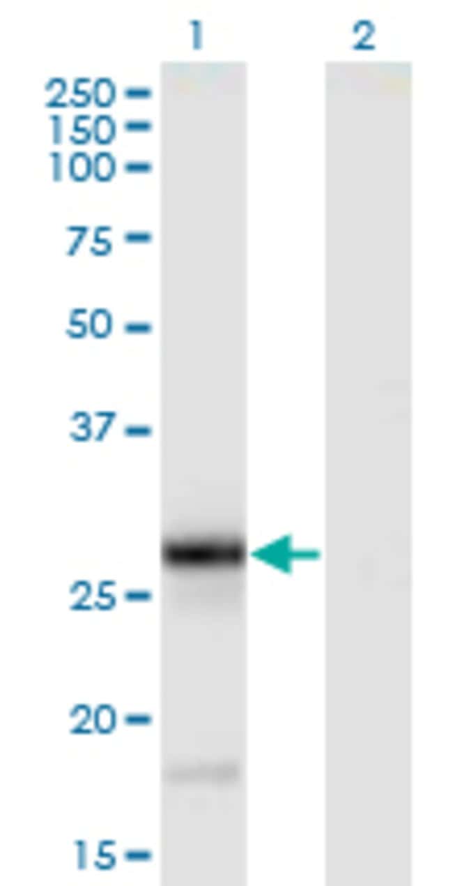 TNFSF9, Mouse anti-Human, Clone: 1D7, Abnova™ 100μg; Unconjugated ...