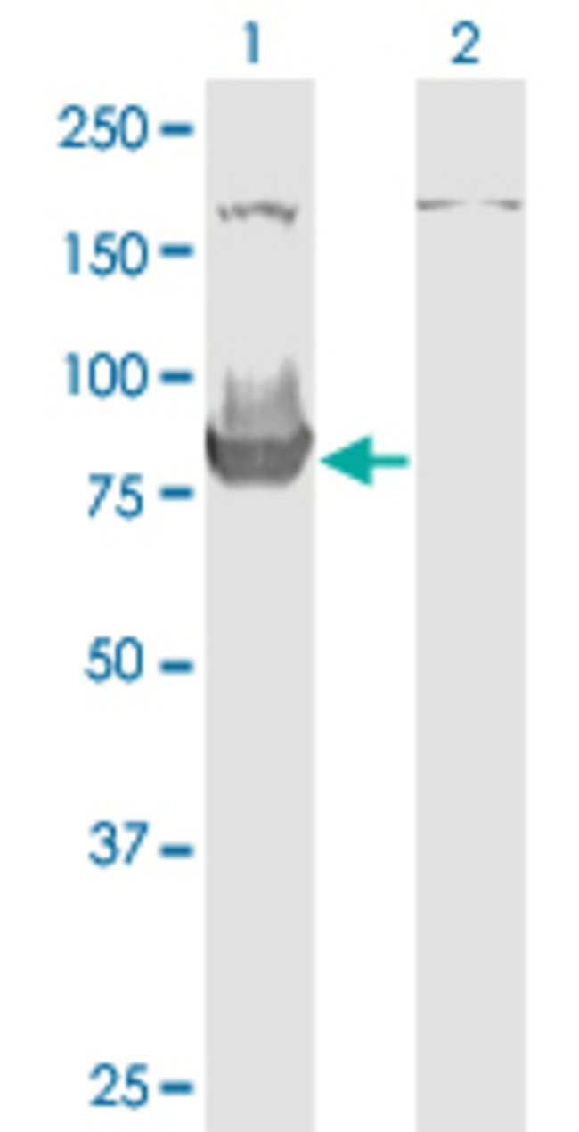 Hook3 Mouse Anti Human Clone 3a5 Abnova™ 100μg Unconjugated