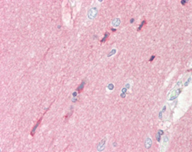 PRNP MAB CLONE C16-S