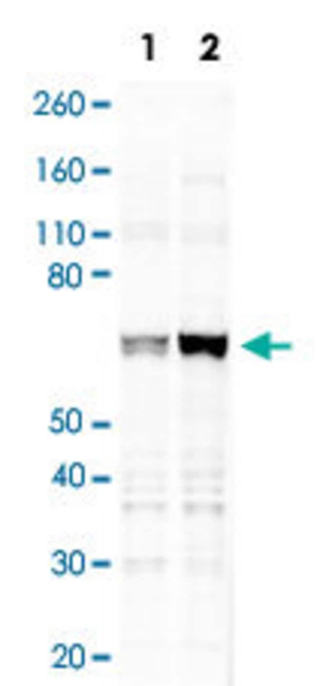 ATF2 PHO T71 MONO ANTI