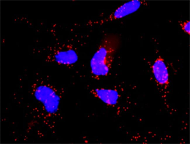 CALR & B2M Protein Protein Interaction Antibody Pair, Abnova™ 1 Set ...