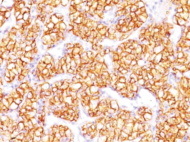 Proximal Nephrogenic Antigen Mouse, Clone: PN-15, enQuireBio™ 100 μg ...
