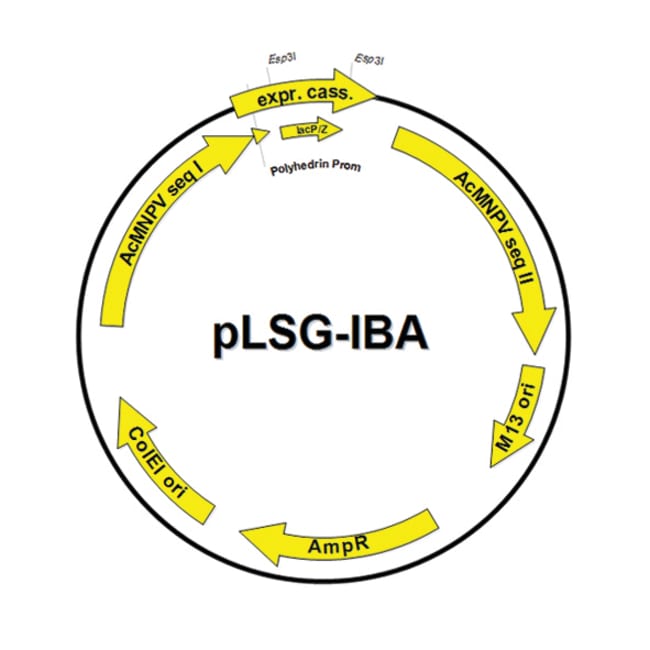 IBA Lifesciences StarGate pLSG-IBA Vectors for Baculo Vector Acceptor ...