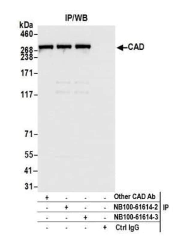 CAD Antibody 0.1mL; Unlabeled:Antibodies, Polyclonal | Fisher Scientific