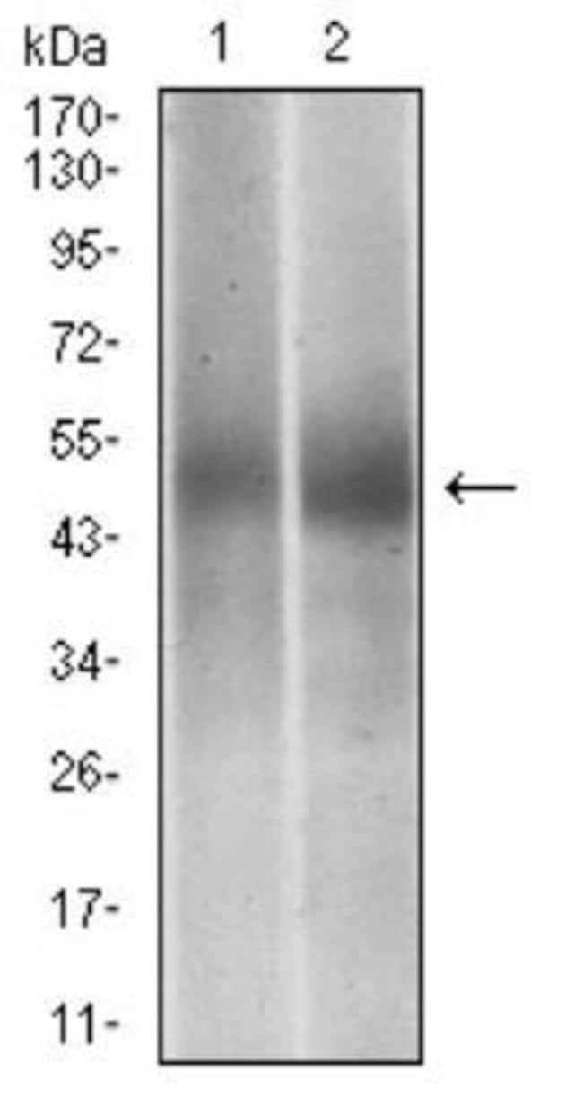 PTP1B/PTPN1 Antibody (4F8F11) - BSA Free, Novus Biologicals 0.1mg ...