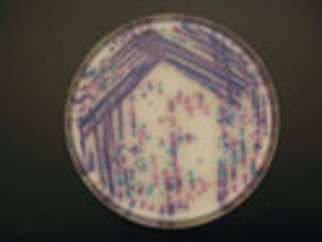 Scharlab CHROMagar™ Salmonella Plus CHROMagar Salmonella Plus; Format ...
