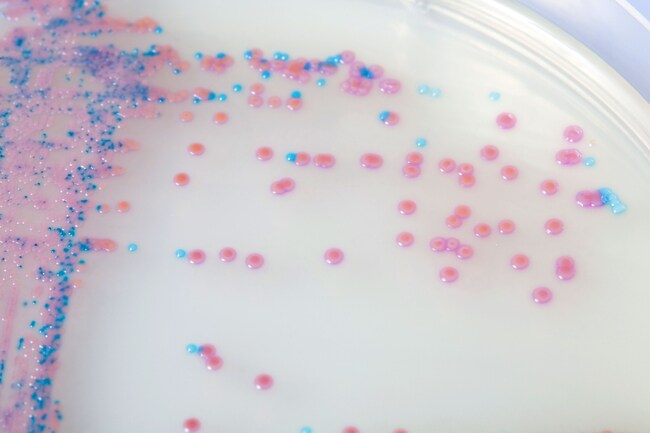 Scharlab CHROMagar™ Staph Aureus CHROMagar Staph Aureus; Form: Powder ...