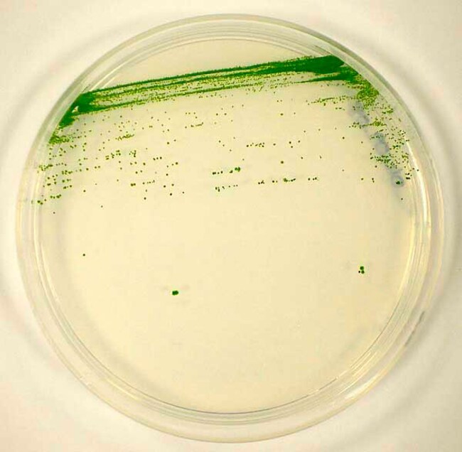 ALGAE AGAR 500g | Fisher Scientific