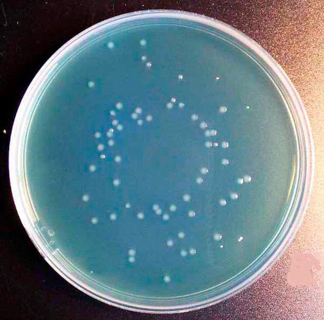 Scharlab CLED Agar CLED Agar; Form: Solid | Fisher Scientific