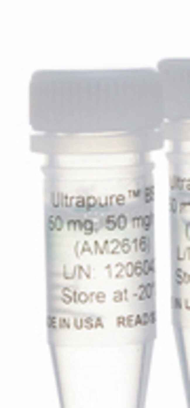 Invitrogen™ UltraPure™ BSA (50 mg/mL) 1 x 50mg Invitrogen™ UltraPure ...