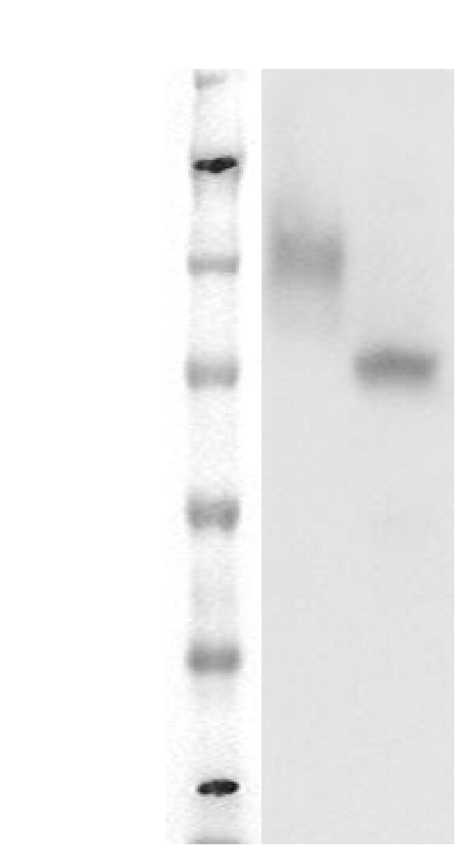 DiscoverX PathHunter CHO-K1 GPR39 -Arrestin Orphan GPCR Cell Line 2 ...