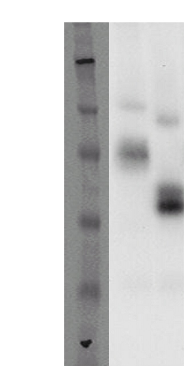 DiscoverX PathHunter CHO-K1 GPR37 (EDNRBL) -Arrestin Orphan GPCR Cell ...