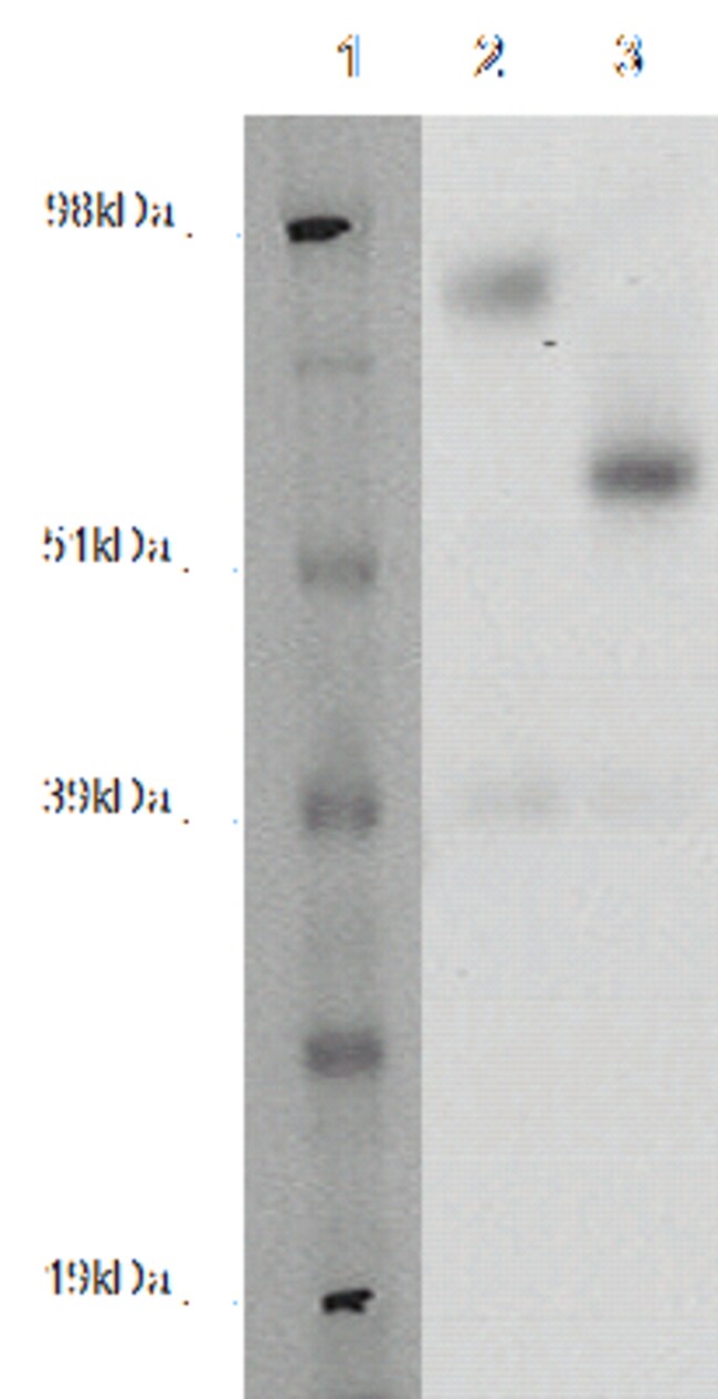 DiscoverX PathHunter CHO-K1 GPR176 -Arrestin Orphan GPCR Cell Line 2 ...