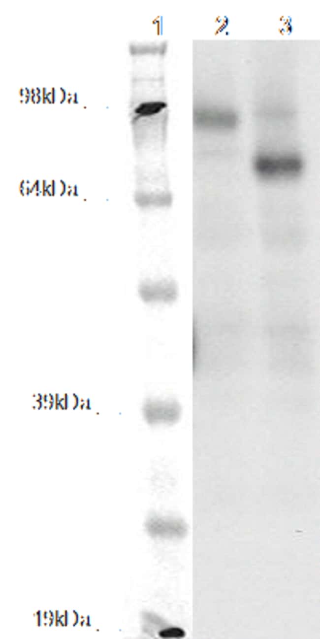 DiscoverX PathHunter CHO-K1 GPR149 -Arrestin Orphan GPCR Cell Line 2 ...
