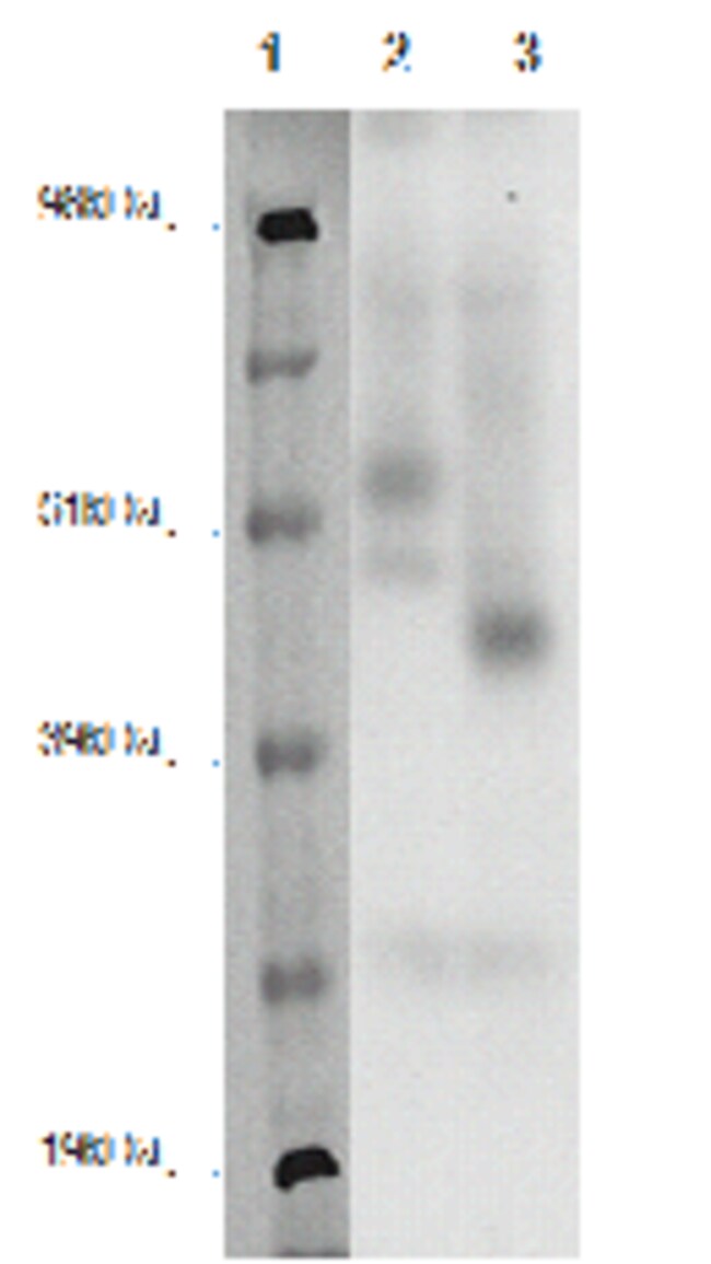 DiscoverX PathHunter eXpress GPR83 CHO-K1 -Arrestin Orphan GPCR Assay 1 ...