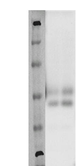 DiscoverX PathHunter CHO-K1 MRGPRX4 -Arrestin Orphan GPCR Cell Line 2 ...