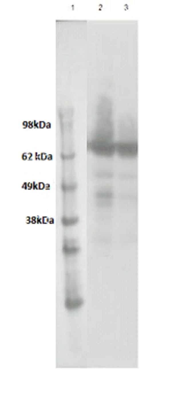 DiscoverX PathHunter eXpress GPR50 CHO-K1 -Arrestin Orphan GPCR Assay 1 ...