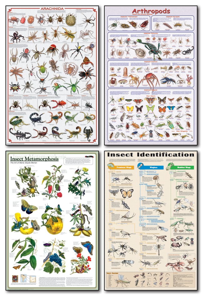 Insects Poster Set Insects poster set:Education Supplies | Fisher ...