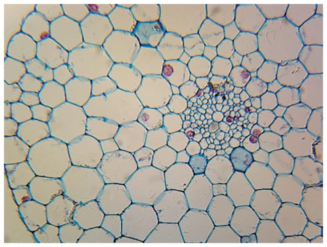 GSC Go Science Crazy Elodea Stem Microscope Slide Elodea stem; Cross ...