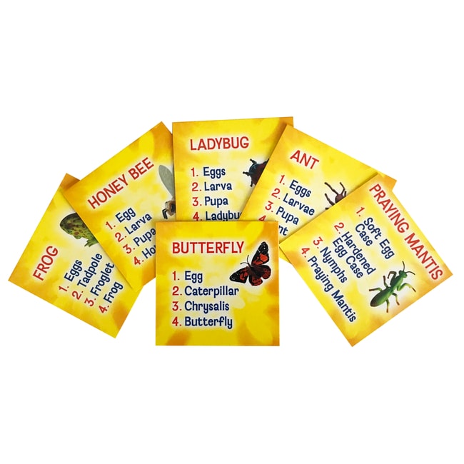 Insect Lore Life Cycle Figurines 6 life cycle stages- Butterfly ...