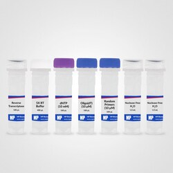 MP Biomedicals RapidScript cDNA Synthesis Kit No. of Reactions: 100:PCR ...
