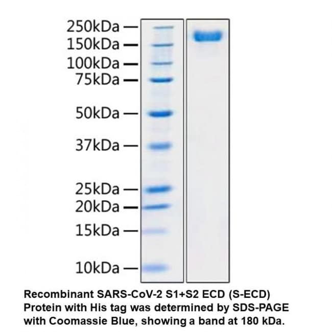 MP Biomedicals Recombinant SARS-CoV-2 S1+S2 ECD Protein (His tag, pre ...