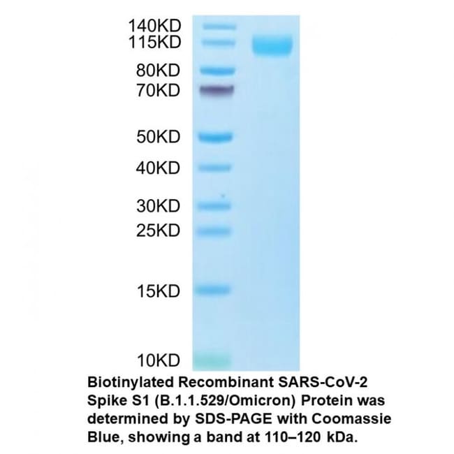 MP Biomedicals Biotinylated Recombinant SARS-CoV-2 Spike S1 (B.1.1.529/Omicron) | Fisher Scientific