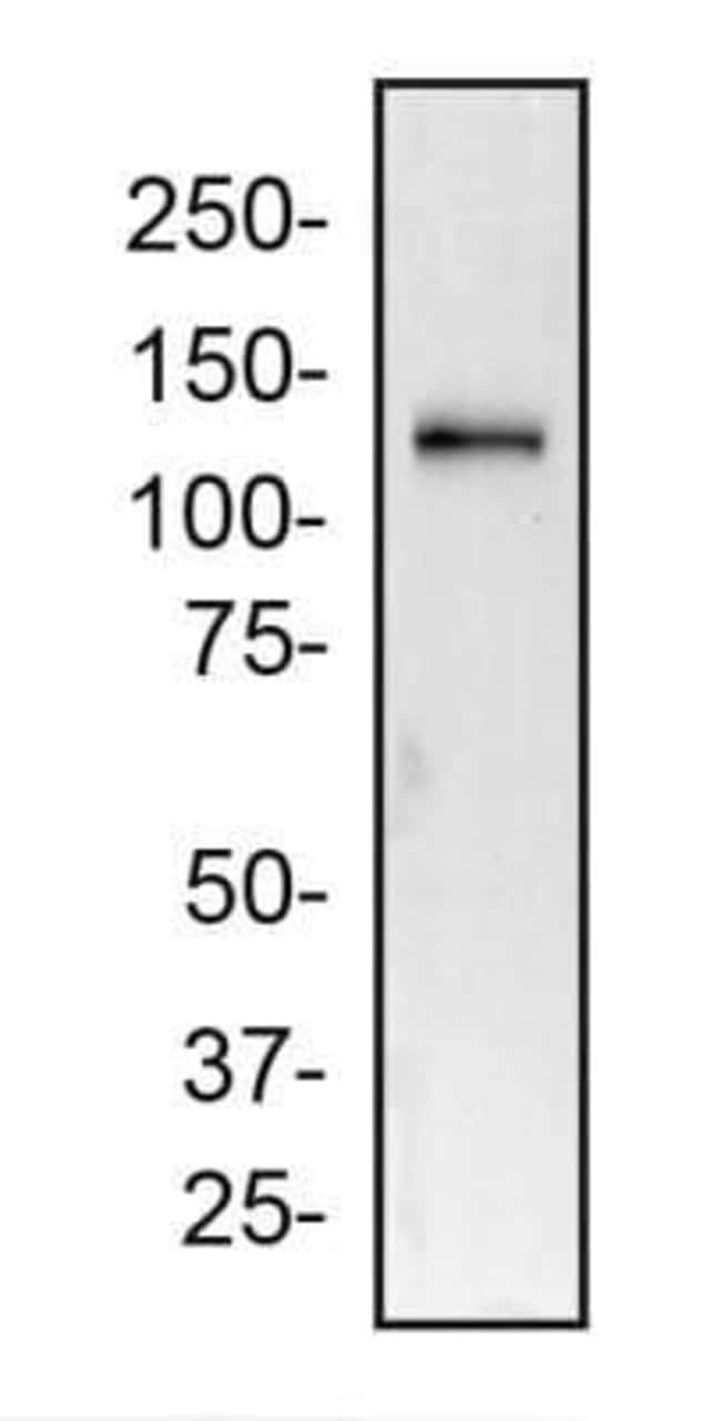 2A Peptide Antibody (3H4) - Azide and BSA Free, Novus Biologicals 0.1 ...