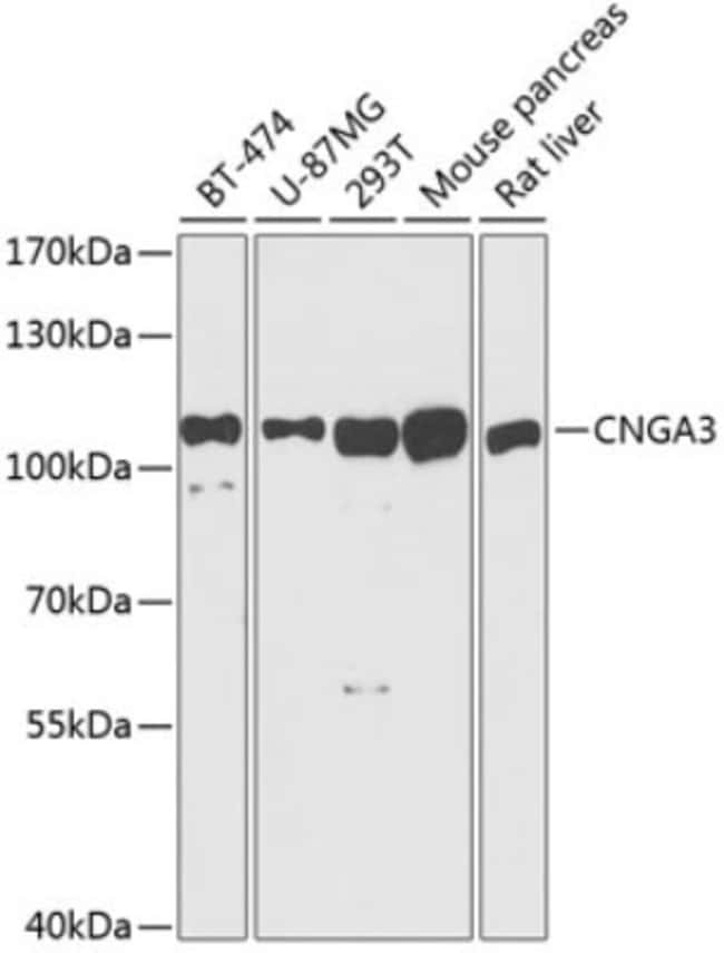 CNGA3 Rabbit anti-Human, Mouse, Rat, Polyclonal, Novus Biologicals 100 ...