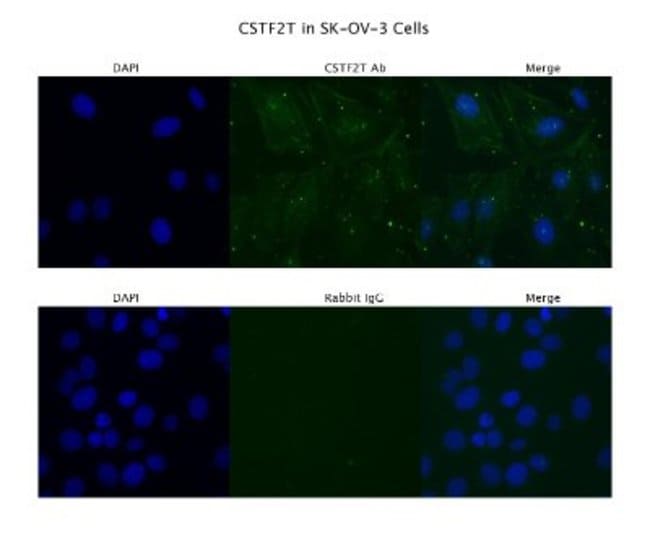 CSTF2T Antibody, Novus Biologicals 100 μL; Unconjugated:Antibodies ...