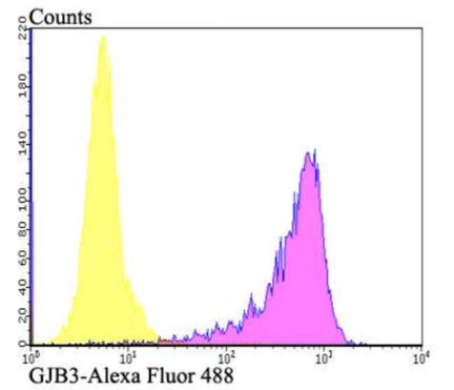 Connexin 32/GJB1 Rabbit anti-Human, Mouse, Polyclonal, Novus ...