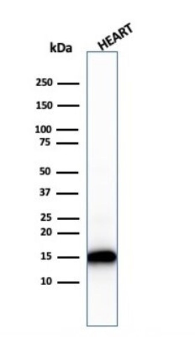Cytochrome c Mouse anti-Human, Mouse, Rat, Amphibian, Canine ...