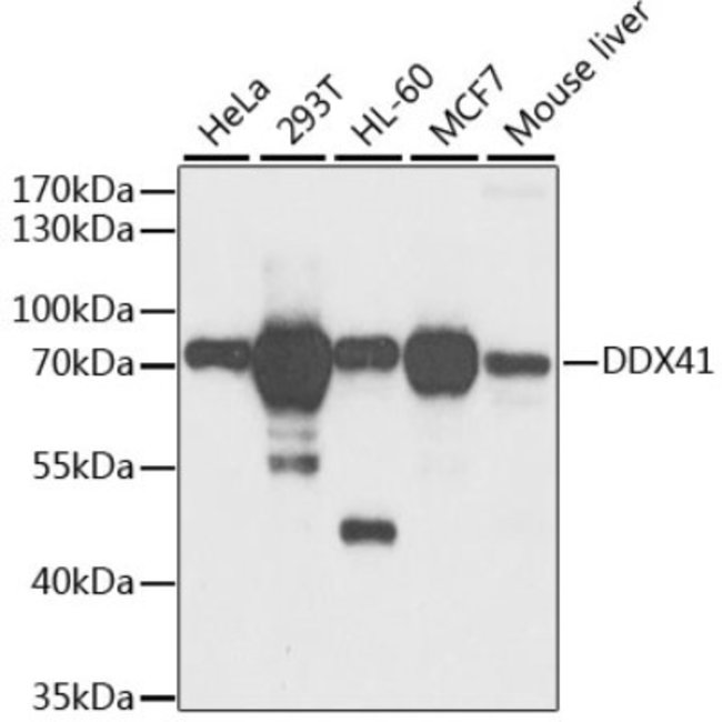 DDX41 Rabbit anti-Human, Mouse, Rat, Polyclonal, Novus Biologicals 20 ...