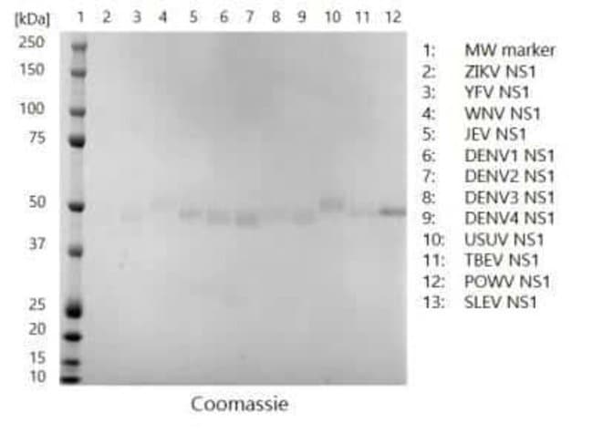 Dengue Virus NS1 Mouse anti-Virus, Clone: FG10-F6-A5-C6, Novus ...