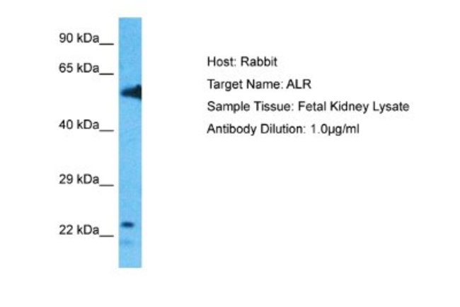 GFER/ALR Rabbit anti-Human, Polyclonal, Novus Biologicals 100 μg ...