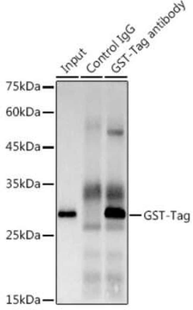 GST Epitope Tag Antibody (6I7V6), Novus Biologicals 100 μg ...
