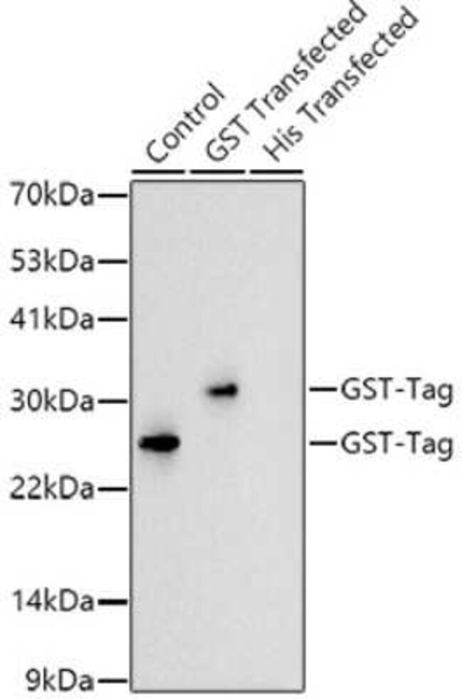 GST Epitope Tag Antibody (6I7V6), Novus Biologicals 100 μg ...