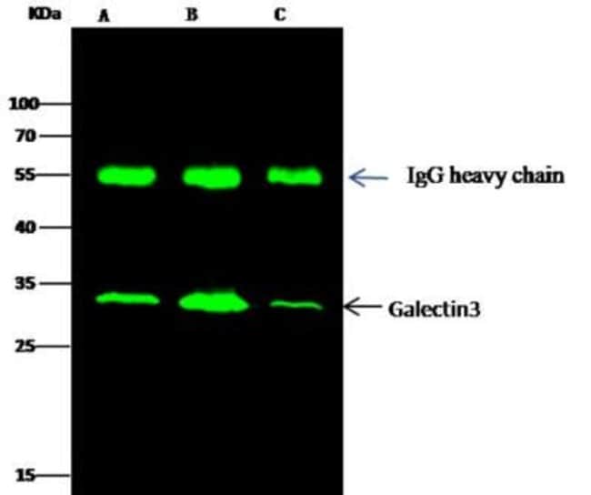 Galectin-3 Rabbit anti-Human, Clone: 78, Novus Biologicals 50 μg ...