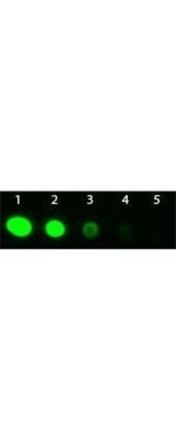Goat F(ab')2 anti-Rabbit IgG (H+L) Secondary Antibody (Pre-adsorbed ...