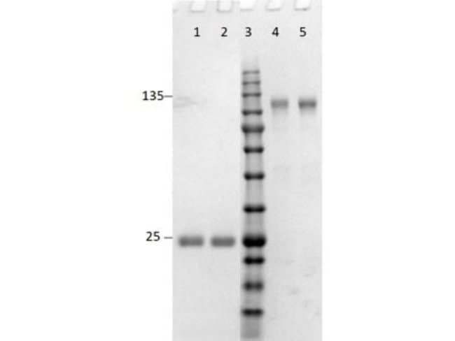 Goat F(ab')2 anti-Rabbit IgG (H+L) Secondary Antibody (Pre-adsorbed ...