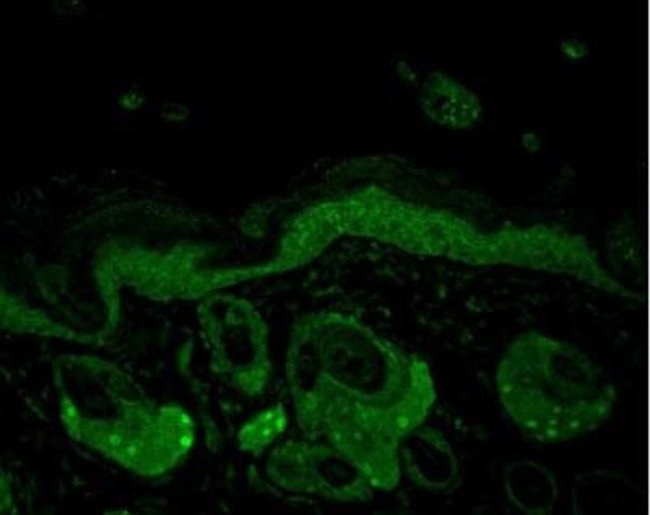 HSP70/HSPA1A Antibody (N27F3-4), Novus Biologicals 0.2mg; Unlabeled ...